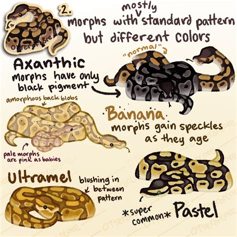 Ball Python Morphs Chart