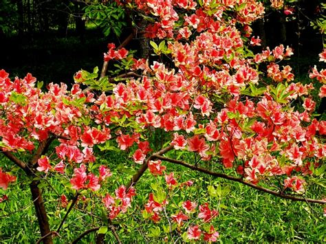 皇居東御苑 ぶらり花散歩 つつじ見頃 Tairaのお散歩