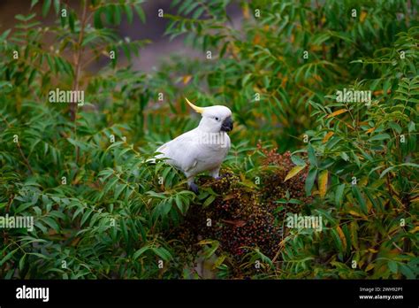 Cockatoo Parrot Sitting On A Green Tree Branch In Australia Sulphur