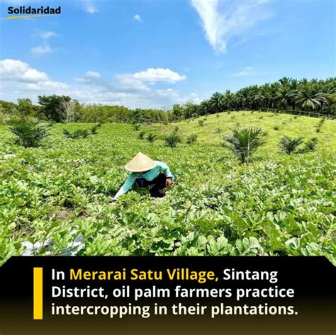How Intercropping Can Boost Oilpalmfarmers Income Solidaridad