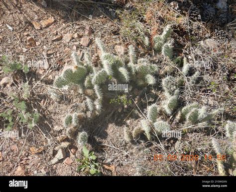 Plains Pricklypear Opuntia Polyacantha Plantae Stock Photo Alamy