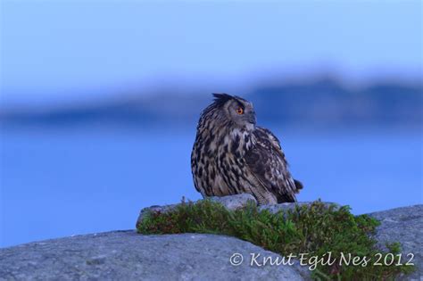 Knut Egil Nes Naturopplevelser Hubro Hubro Hubro