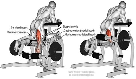 Kneeling Leg Curl An Isolation Pull Exercise Main Muscles Worked Hamstrings Gastrocnemius