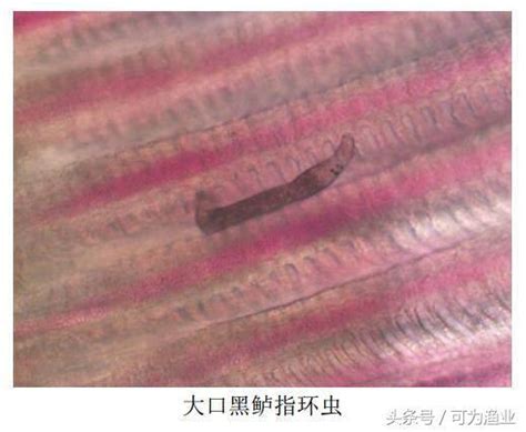這幾種魚類常見寄生蟲，你了解嗎？ 每日頭條