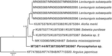 phylogenetic tree generated using a concatenated dataset of sequence