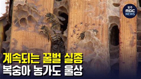 계속되는 꿀벌 실종 복숭아 농가도 울상 뉴스데스크 2022 11 29 광주mbc Youtube