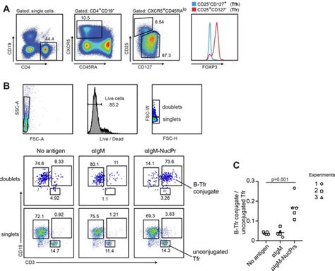 Germinal Center B Cells That Acquire Nuclear Proteins Are Specifically Suppressed By Follicular