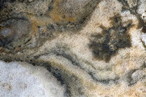 Fossilized Coral Deposits Stock Image Image Of Crimea 237310829