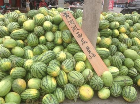 河南黃河灘西瓜3毛每斤包甜隨便吃，農婦一次買100斤 每日頭條