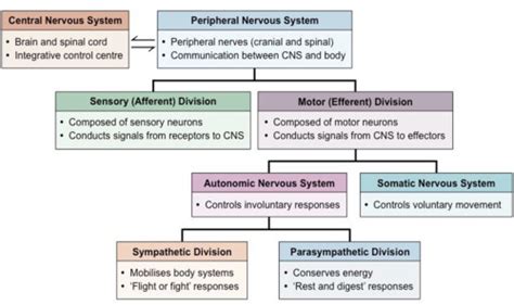 Autonomic Nervous System Flashcards Quizlet