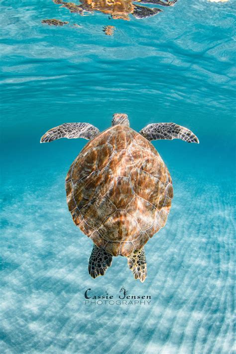 Sea Turtle Aesthetic Wallpapers · 200 Backgrounds 🐢🌊