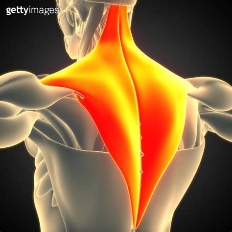 Human Muscular System Torso Muscles Trapezius Muscle Anatomy 이미지