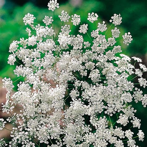 Ammi Majus Flower Seeds From Woolmans