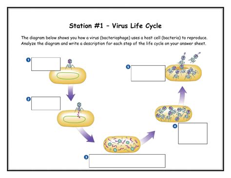 Virus Life Cycle Worksheet Introduction To Viruses General