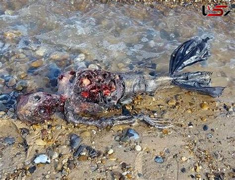 کشف پری دریایی واقعیعکس