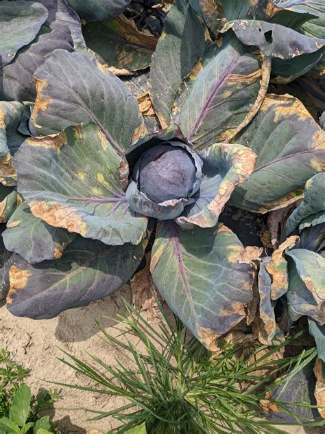 Black Rot Of Brassica Crops Purdue University Vegetable Crops Hotline