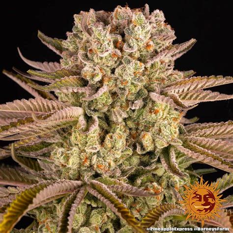 Pineapple Express Weed Strain Barneys Farm