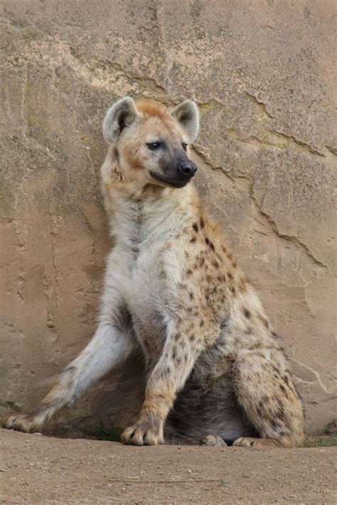Spotted Hyena Crocuta Crocuta Stock Image Image Of Nature Grasslands