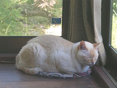 元野良jと家主の徒然 家主が…ハラのイタそうなねかたは ヤメロというですよ シカタナイでしょ オレこういうカオなのよ My
