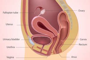 The Anatomy Of Great Sex Lorna Vanderhaeghe