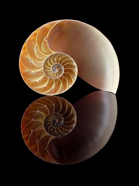 Fascinating World Of Leonardo Fibonacci Numbers Artofit