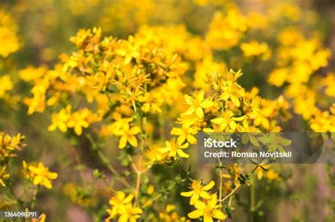 豪華に咲く夏の牧草地を背景に明るい晴れた日にセントジョンズ麦汁ハイペリカム穿穿刺の黄色の花序選択的フォーカス セントジョーンズワートの