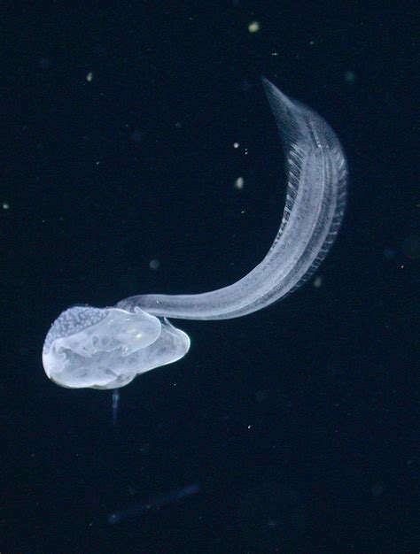 In Photos Gorgeous Sea Blob In Monterey Bay Live Science