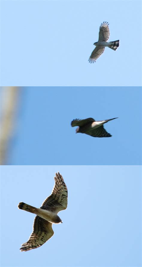 Is This A Sharp Shinned Hawk Central Virginia 10 17 R Whatsthisbird