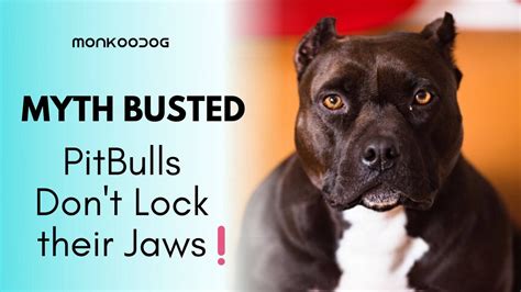 Is It True That Pitbulls Lock Their Jaws When They Bite And Grip