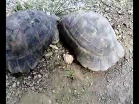 Sex Lakposht Youtube