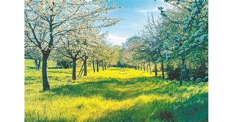 Растителна защита за овошките през април Български Фермер