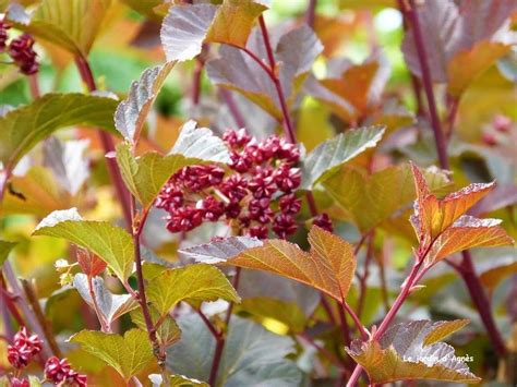 Le Physocarpe Pourpre