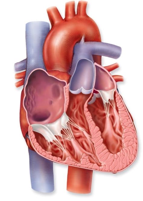 Figure 226 Internal Anatomy Of The Heart Diagram Quizlet
