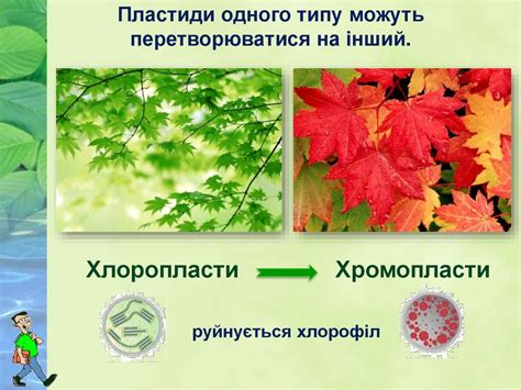 Будова клітини рослин презентация онлайн