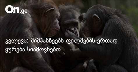 კვლევა შიმპანზეებს ფილმების ერთად ყურება სიამოვნებთ