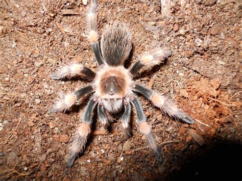 Bhamorii Arachnoboards