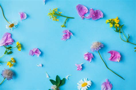 푸른 배경 플랫에 여름 야생화와 꽃잎복사 공간이 누워 다채로운 밝은 꽃 상단 보기 안녕하세요 여름 컨셉 계절에 대한 스톡 사진 및 기타 이미지 Istock