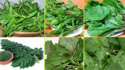 Medicinal Benefits Of Different Greens