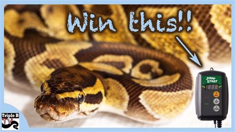 Snake Update And Contest Time Triple B Tv Ep43 Youtube