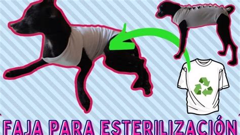 Cómo Crear una Faja para una Perra Esterilizada Paso a Paso