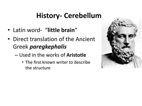 Cerebellum And Its Connections Pptx