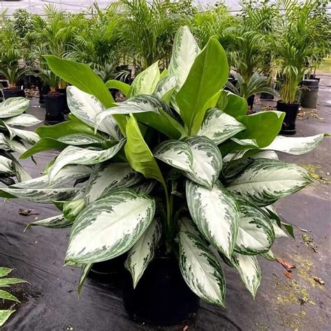 Aglaonema Silver Bay Доставчици - Aglaonema Silver Bay на едро - PLANT FUN