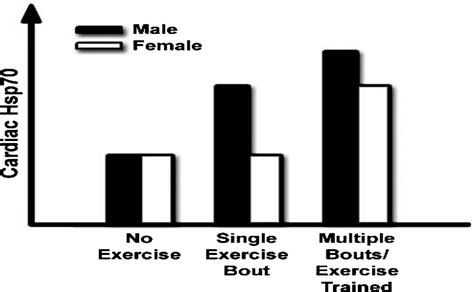 Response Of The Myocardium To Exercise Sex Specific Regulat