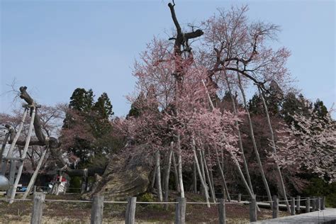 2016年久保桜開花情報（413）：花と食と歴史のおきたま花回廊｜やまがた花回廊