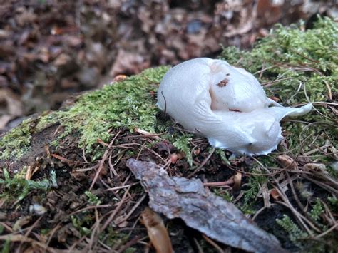 Is This A Kind Of Fungi Slimy Iridescent Blob On A Tree Stump Outside