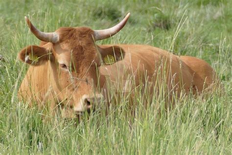 Cattle Domesticated Cow By Eternatease On Deviantart