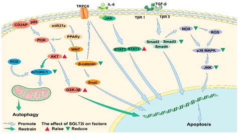 A Diagram Of The Signalling Pathway Activated By Et 1etbr 45 Off