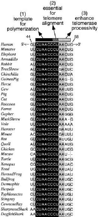 Sequence Conservation In The Template Region Of Vertebrate Telomerase