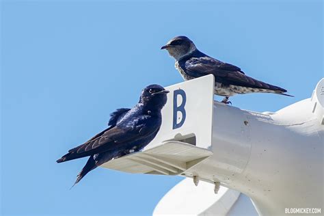Purple Martins Return To Walt Disney World