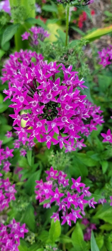 Pentas Perfect Tumbex